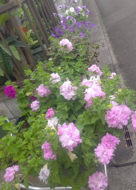 【舞ガーデニング】ペチュニア | マダム舞ギャラリー